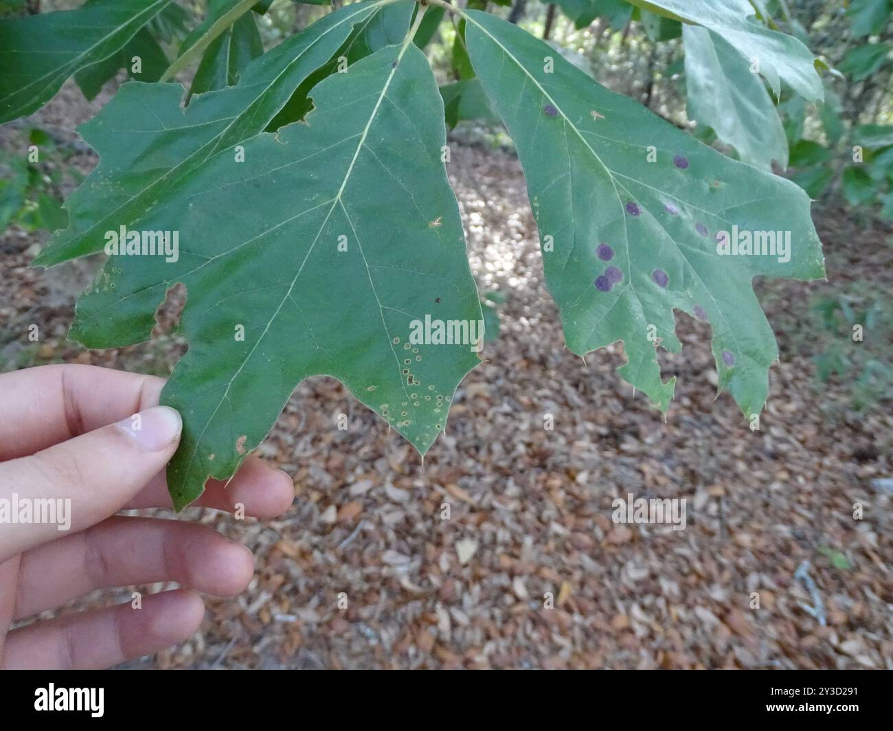 southern red oak (Quercus falcata) Plantae Stock Photo - Alamy