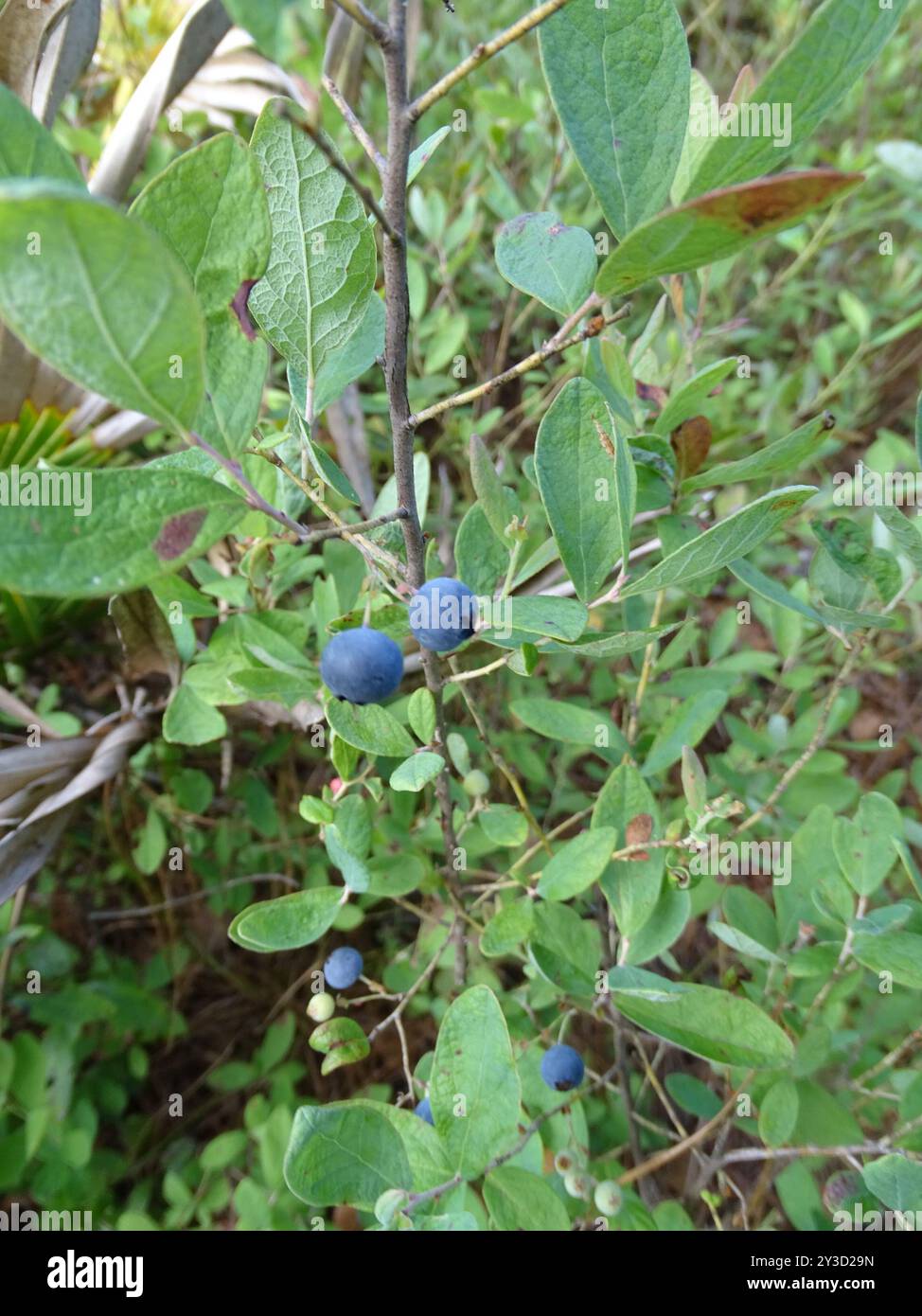 blue huckleberry (Gaylussacia tomentosa) Plantae Stock Photo - Alamy