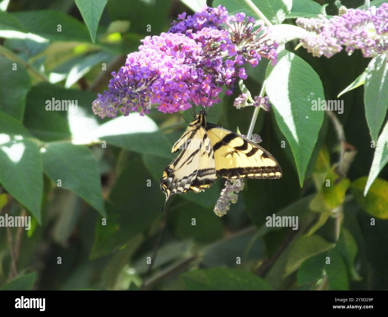Western Tiger Swallowtail (Papilio rutulus) Insecta Stock Photo - Alamy