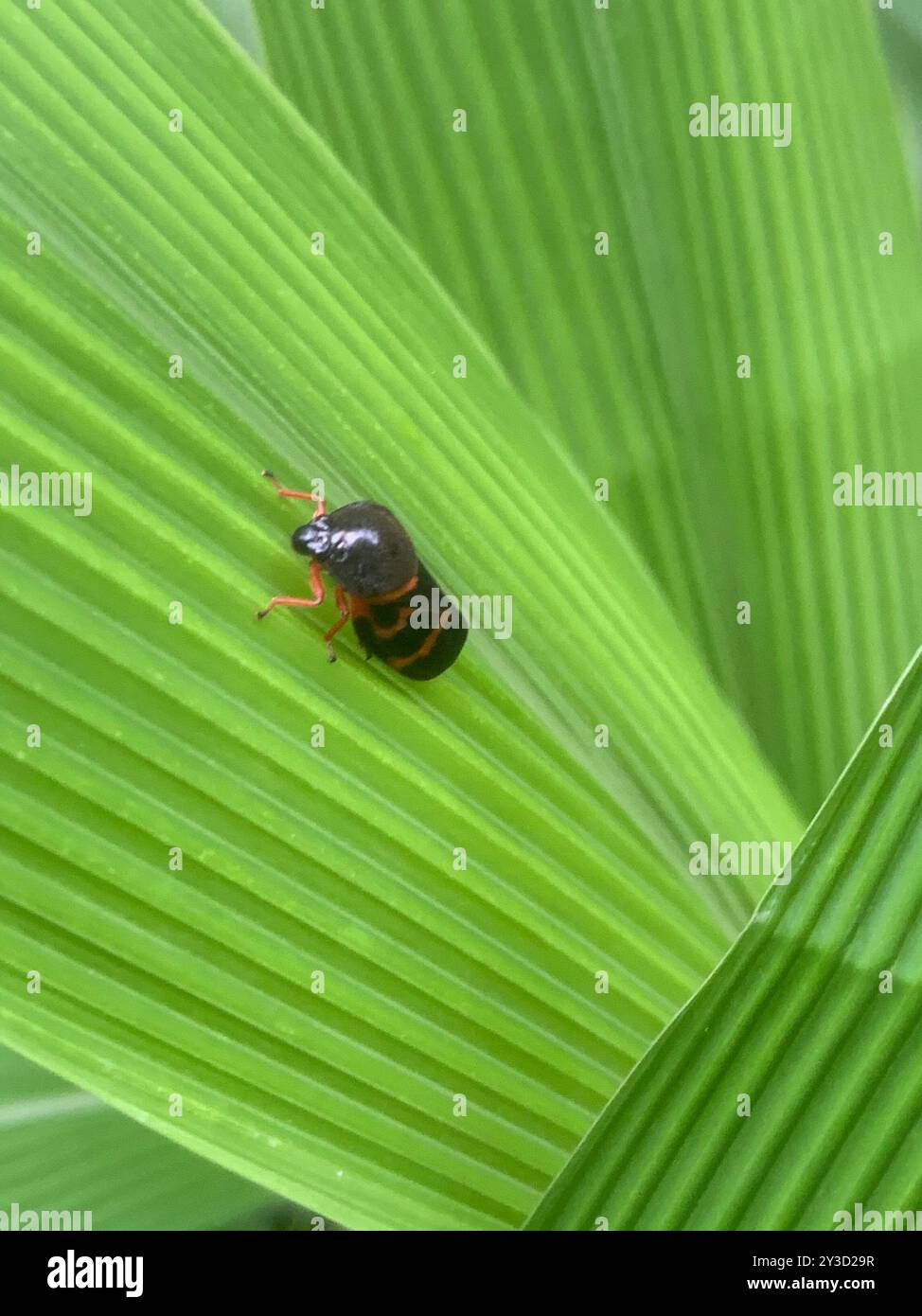Froghoppers (Cercopidae) Insecta Stock Photo - Alamy