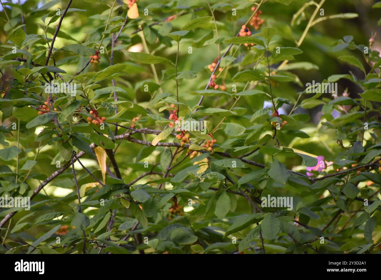 Osoberry (Oemleria cerasiformis) Plantae Stock Photo - Alamy
