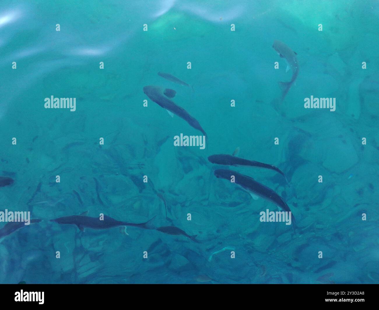 Mullets (Mugilidae) Actinopterygii Stock Photo - Alamy