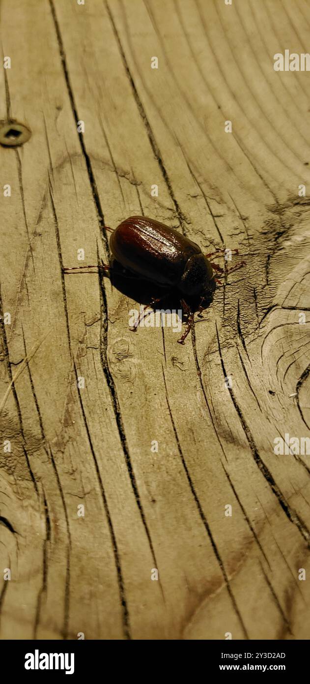 May Beetles (Phyllophaga) Insecta Stock Photo - Alamy