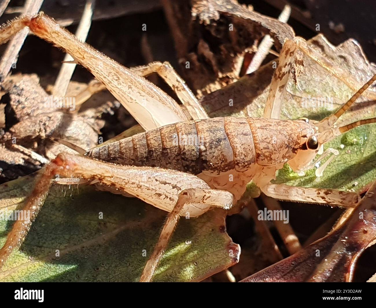 Camel Crickets, Cave Crickets, and Cave Wēta (Rhaphidophoridae) Insecta ...