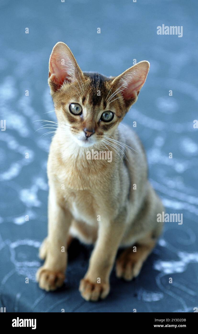 Abyssinian wild coloured male 13 weeks old Stock Photo - Alamy