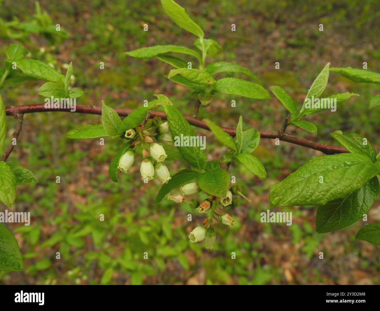 Northern highbush blueberry (Vaccinium corymbosum) Plantae Stock Photo ...