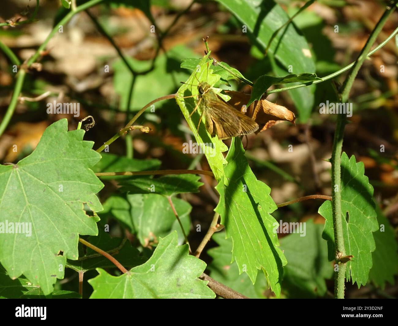 Northern Broken-Dash (Polites egeremet) Insecta Stock Photo - Alamy