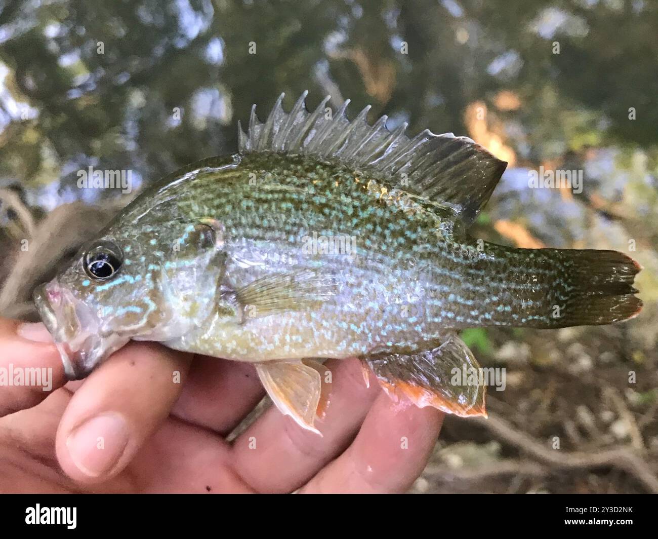 Green Sunfish (Lepomis cyanellus) Actinopterygii Stock Photo - Alamy