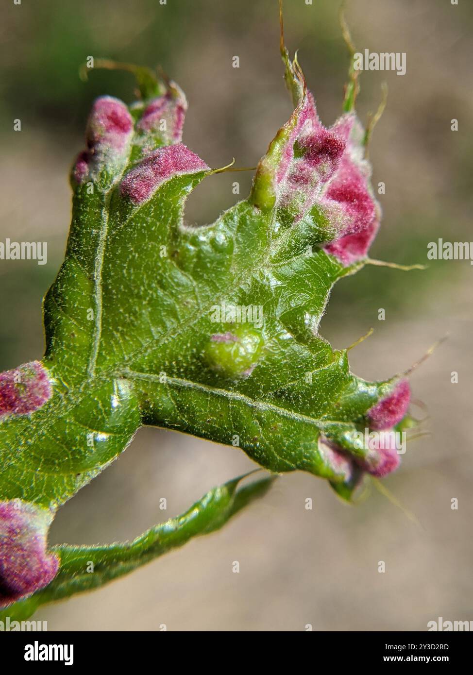 (Aceria trinema) Arachnida Stock Photo - Alamy
