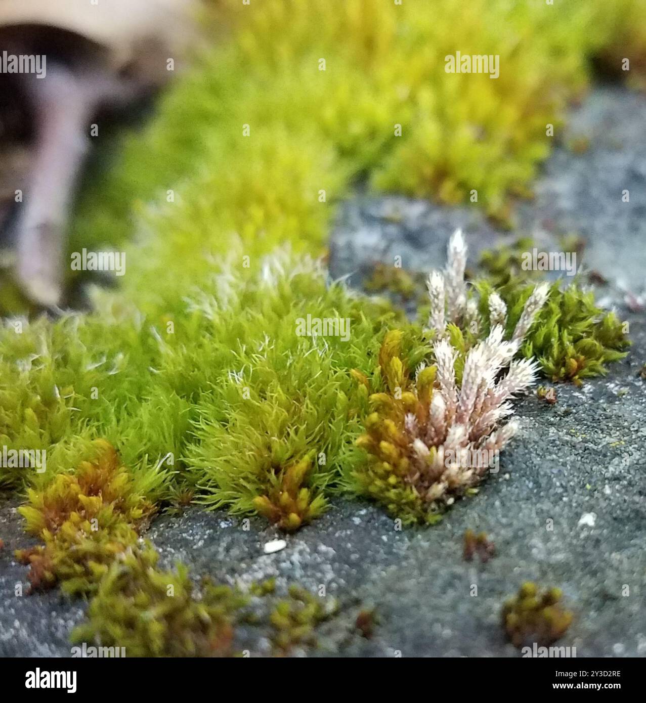 Heath Star-moss (Campylopus introflexus) Plantae Stock Photo - Alamy