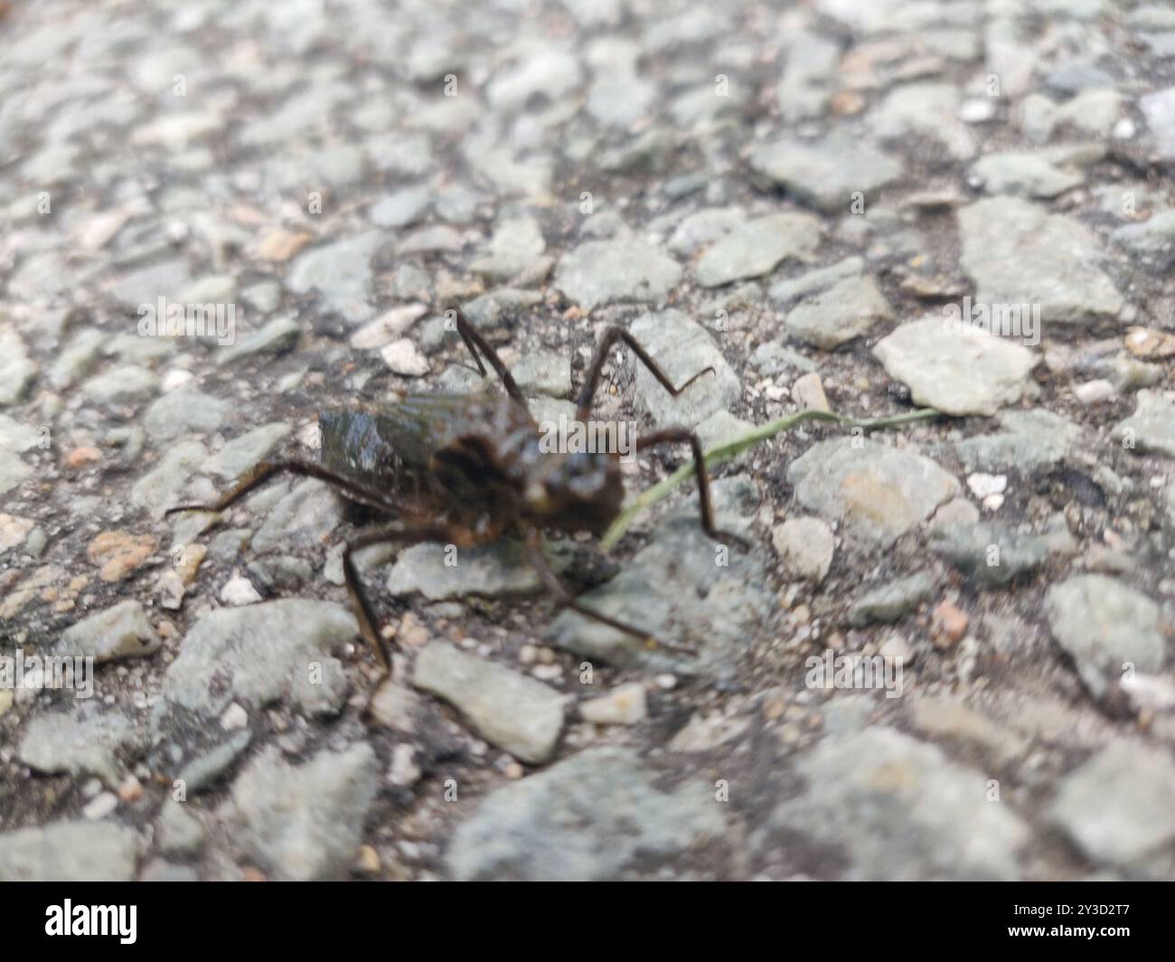 Skimmers (Libellulidae) Insecta Stock Photo - Alamy