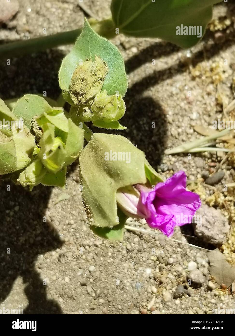 Colorado Four o'Clock (Mirabilis multiflora) Plantae Stock Photo - Alamy