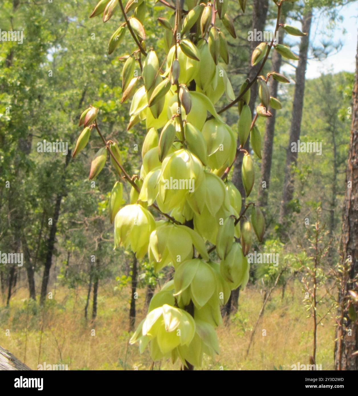 common yucca (Yucca filamentosa) Plantae Stock Photo - Alamy