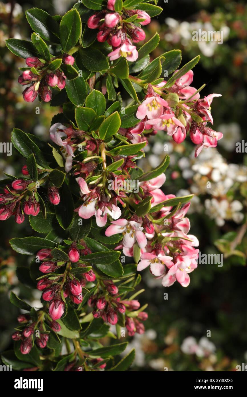 redclaws (Escallonia rubra) Plantae Stock Photo - Alamy