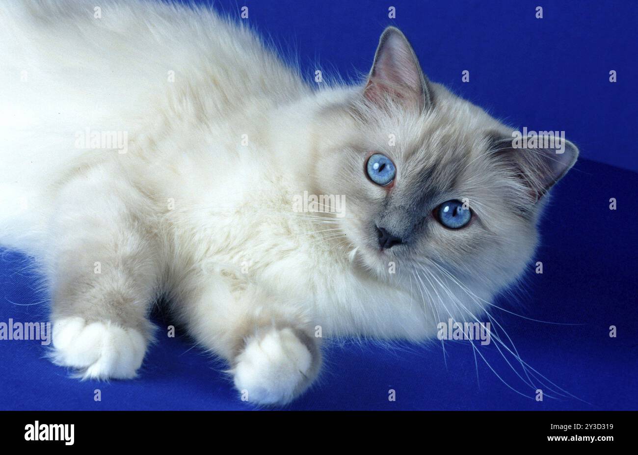 Sacred Burmese cat bluepoint female/female 2 years Stock Photo - Alamy
