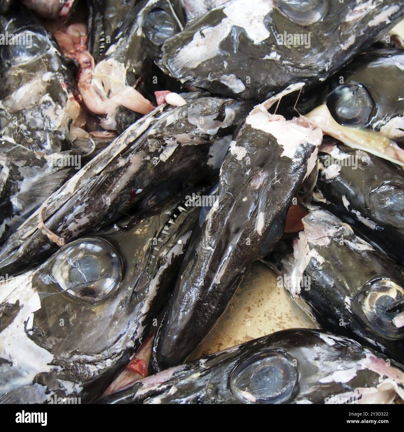 Heads of the black scabbard fish Aphanopus carbo left over from ...