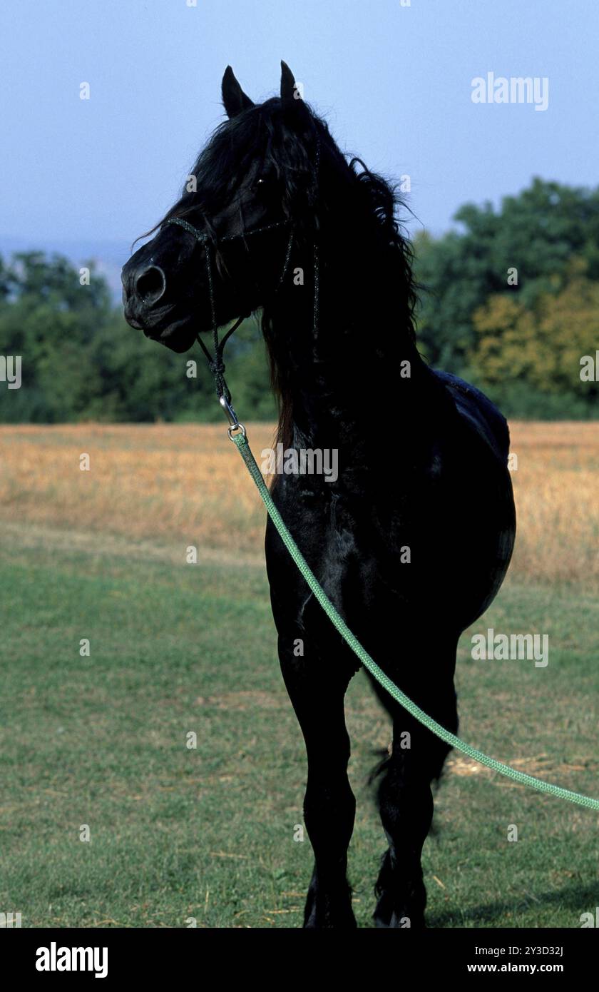 Trigger The Friesian