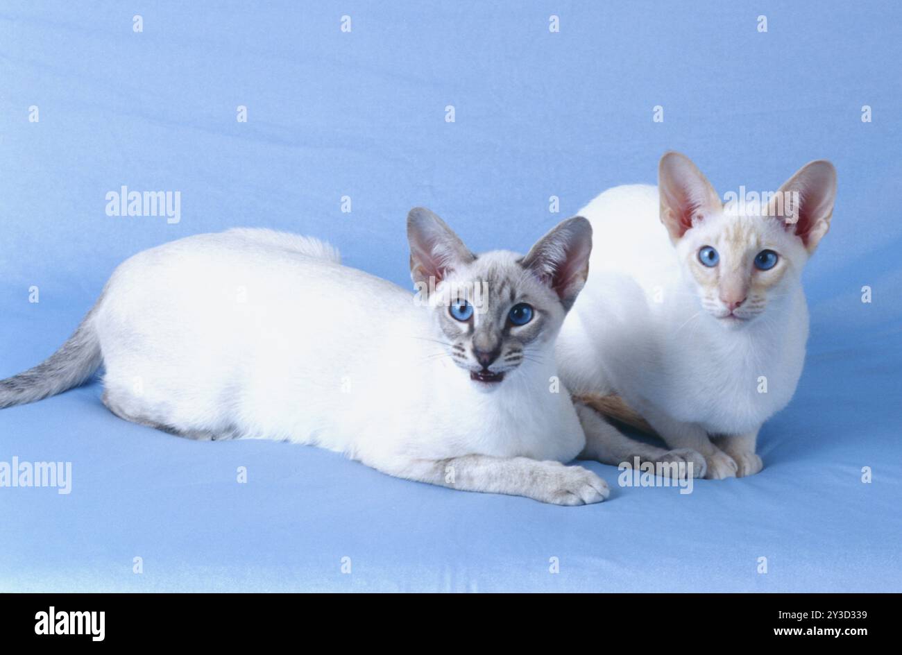 Siamese cat red-silver-tabby and seal-silver-tabby reddish colouring ...