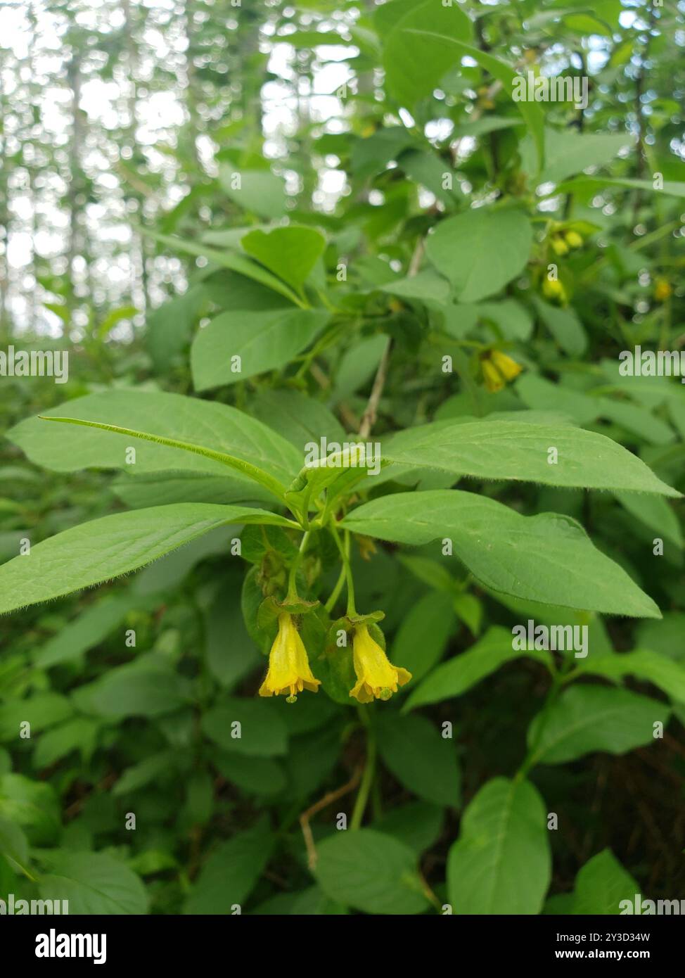 twinberry honeysuckle (Lonicera involucrata) Plantae Stock Photo - Alamy
