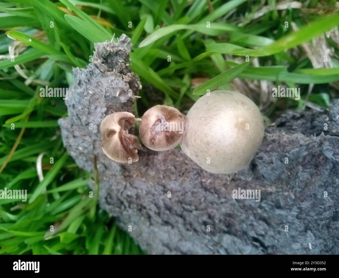 Mower's Mushroom (Panaeolus foenisecii) Fungi Stock Photo - Alamy