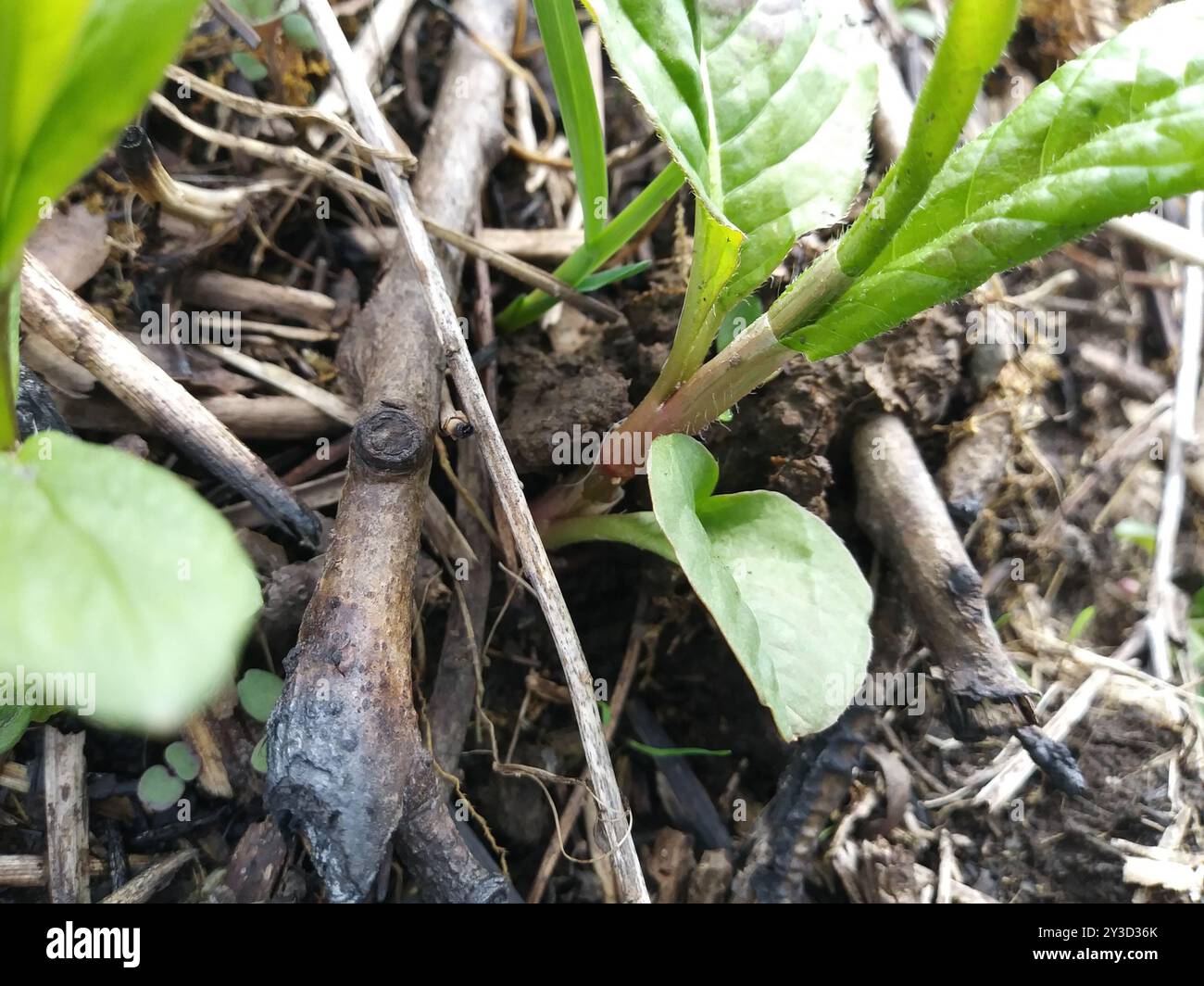 American jumpseed (Persicaria virginiana) Plantae Stock Photo - Alamy
