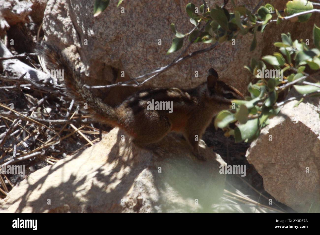 Western Chipmunks (Neotamias) Mammalia Stock Photo - Alamy
