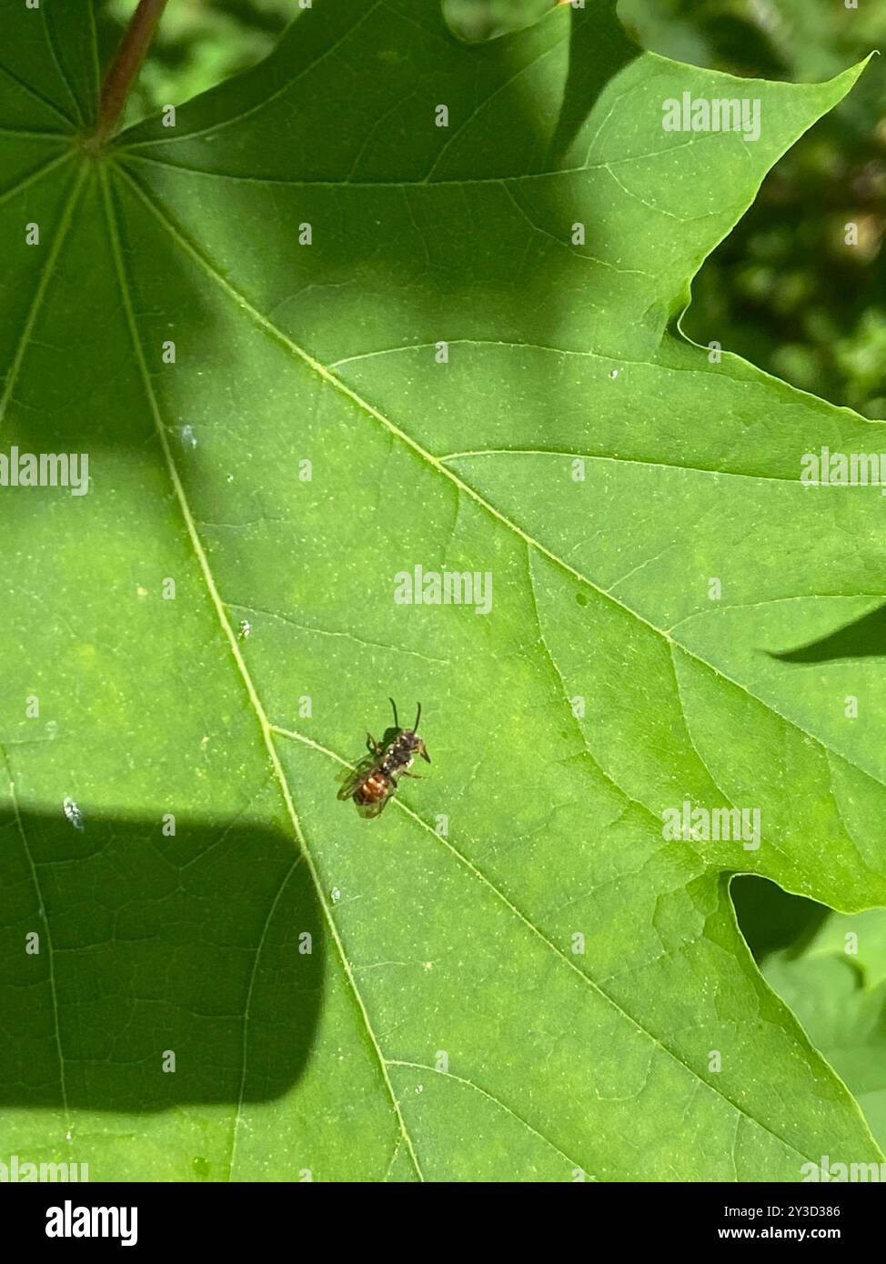 Nomad Bees (Nomada) Insecta Stock Photo - Alamy