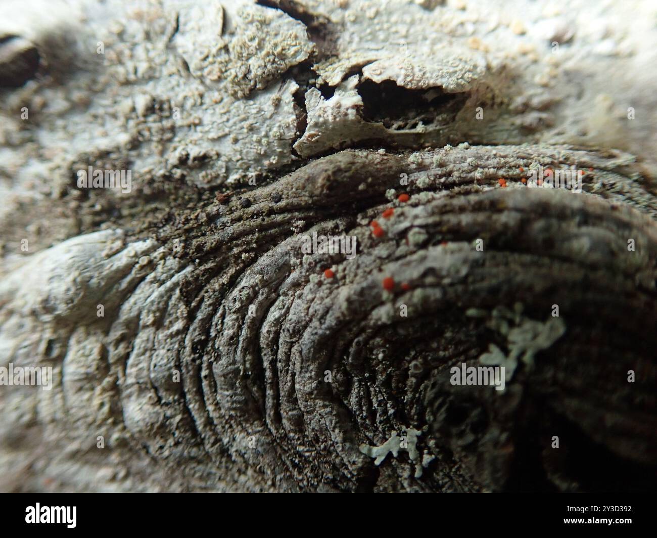 Northern Crimson Dot Lichen (Ramboldia cinnabarina) Fungi Stock Photo ...