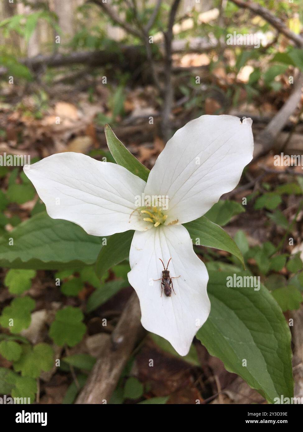 Nomad Bees (Nomada) Insecta Stock Photo - Alamy