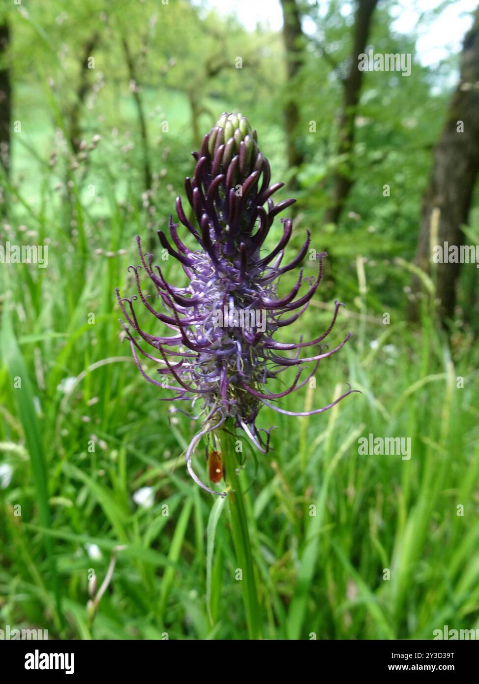Black Rampion (Phyteuma nigrum) Plantae Stock Photo - Alamy