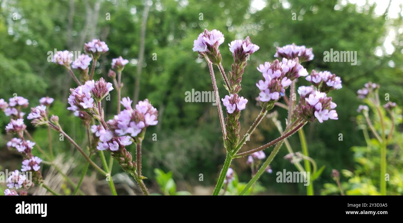 Brazilian Vervain (Verbena brasiliensis) Plantae Stock Photo - Alamy