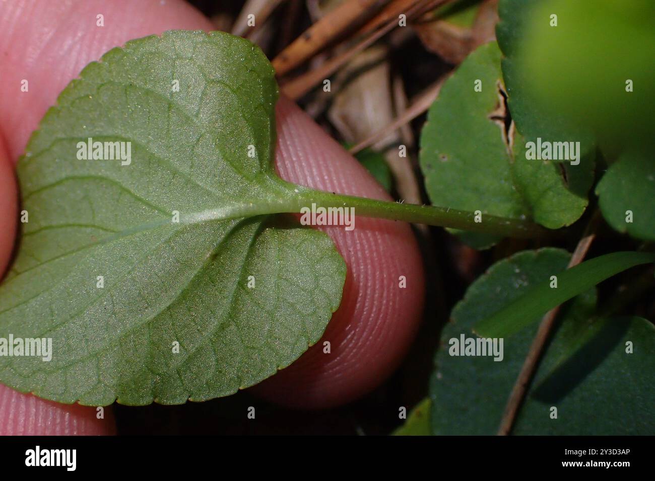 primrose-leaved violet (Viola primulifolia) Plantae Stock Photo - Alamy