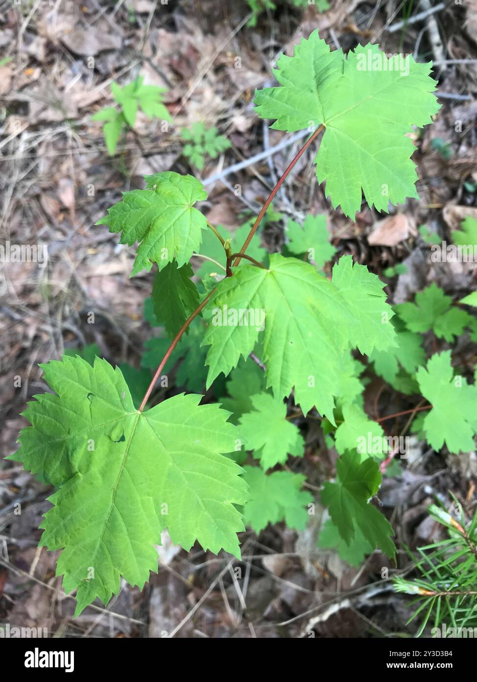 Rocky Mountain maple (Acer glabrum) Plantae Stock Photo - Alamy