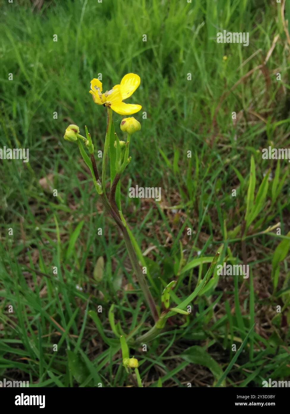 Lesser Spearwort (Ranunculus flammula) Plantae Stock Photo - Alamy