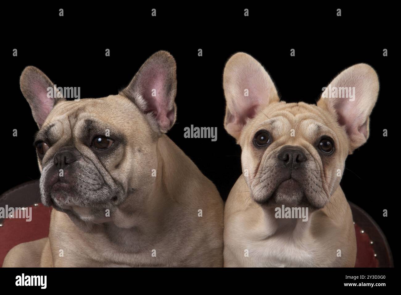 French Bulldog, Bulldog, French Bulldog, Frenchie, Bully, Bouledogue ...