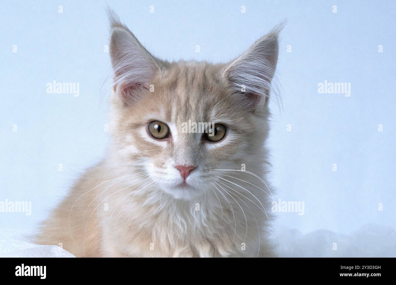 Main-Coone cat cream-classic-tabby 16 weeks old Stock Photo - Alamy