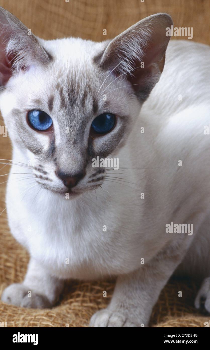 Siamese cat seal-silver-tabby brownish colouring male 5 months old ...