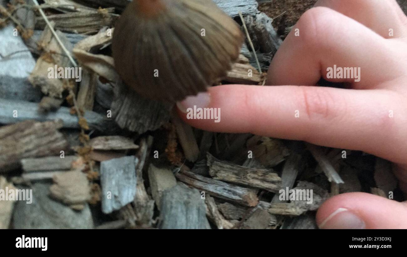 red edge brittlestem (Psathyrella corrugis) Fungi Stock Photo - Alamy