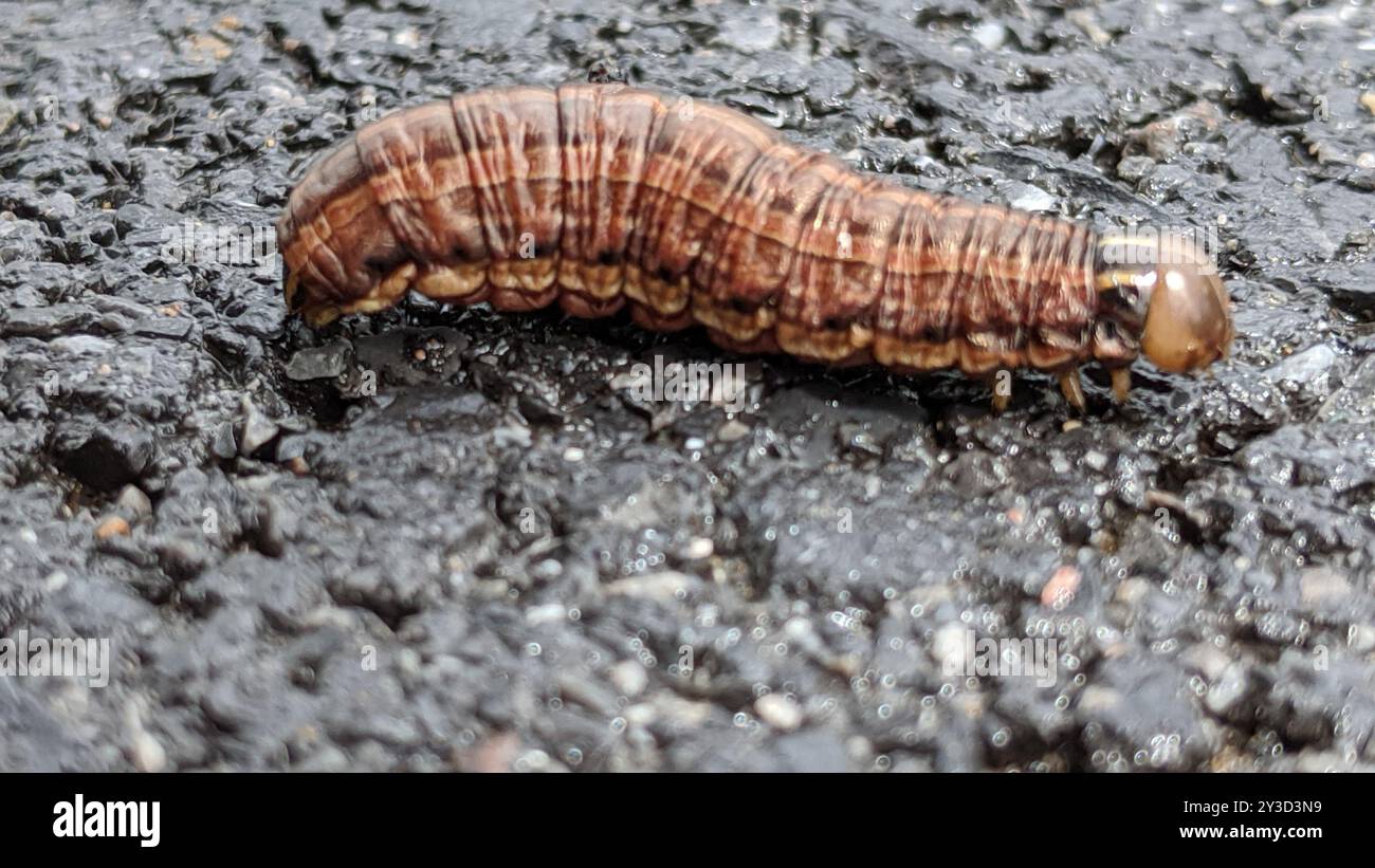 Bronzed Cutworm Moth (Nephelodes minians) Insecta Stock Photo - Alamy