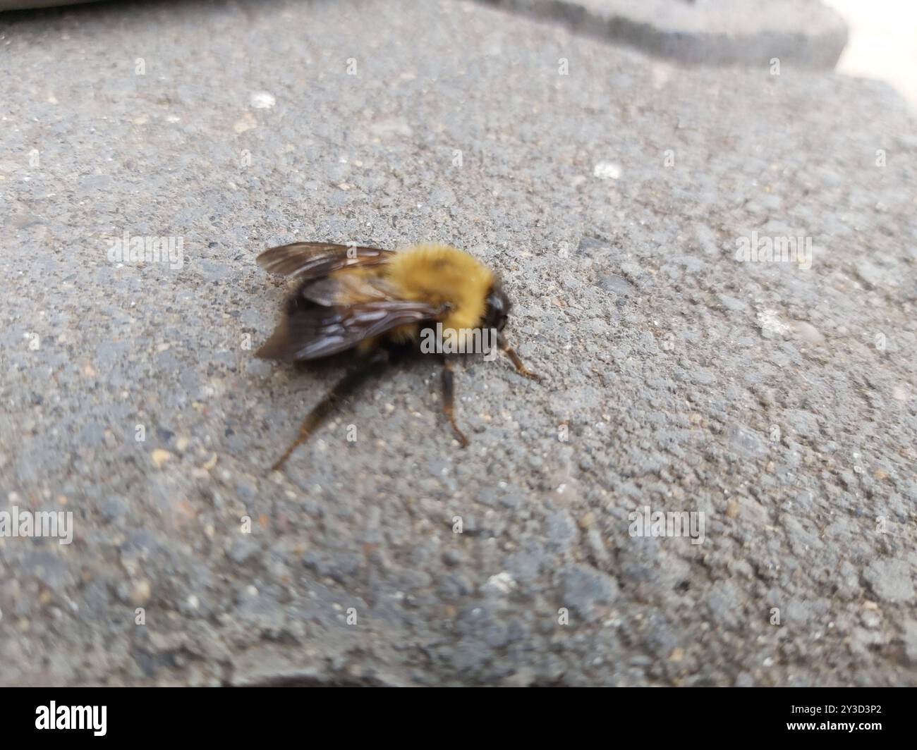 Perplexing Bumble Bee (Bombus perplexus) Insecta Stock Photo - Alamy