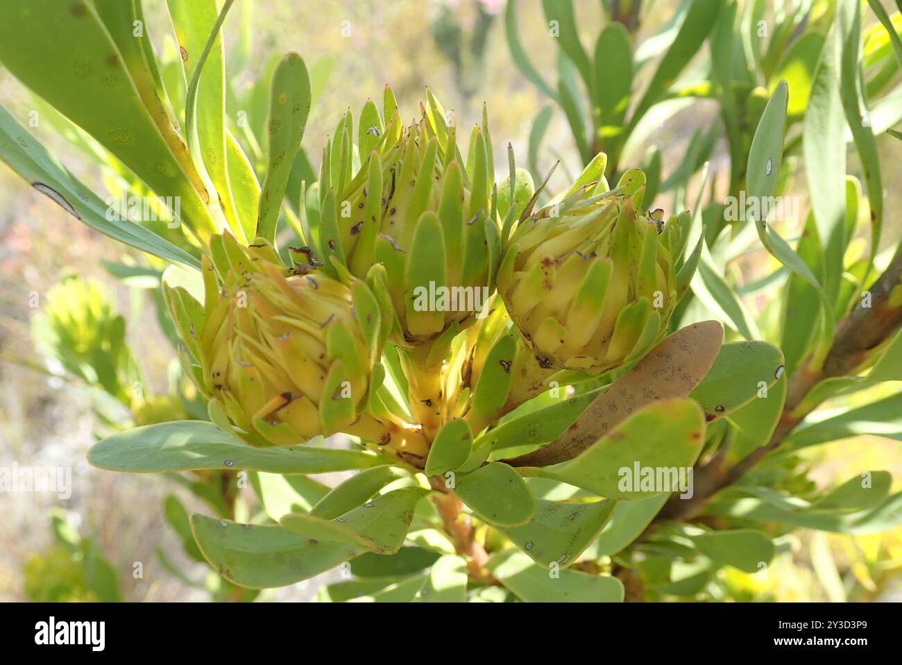 Broadleaf Featherbush (Aulax umbellata) Plantae Stock Photo - Alamy