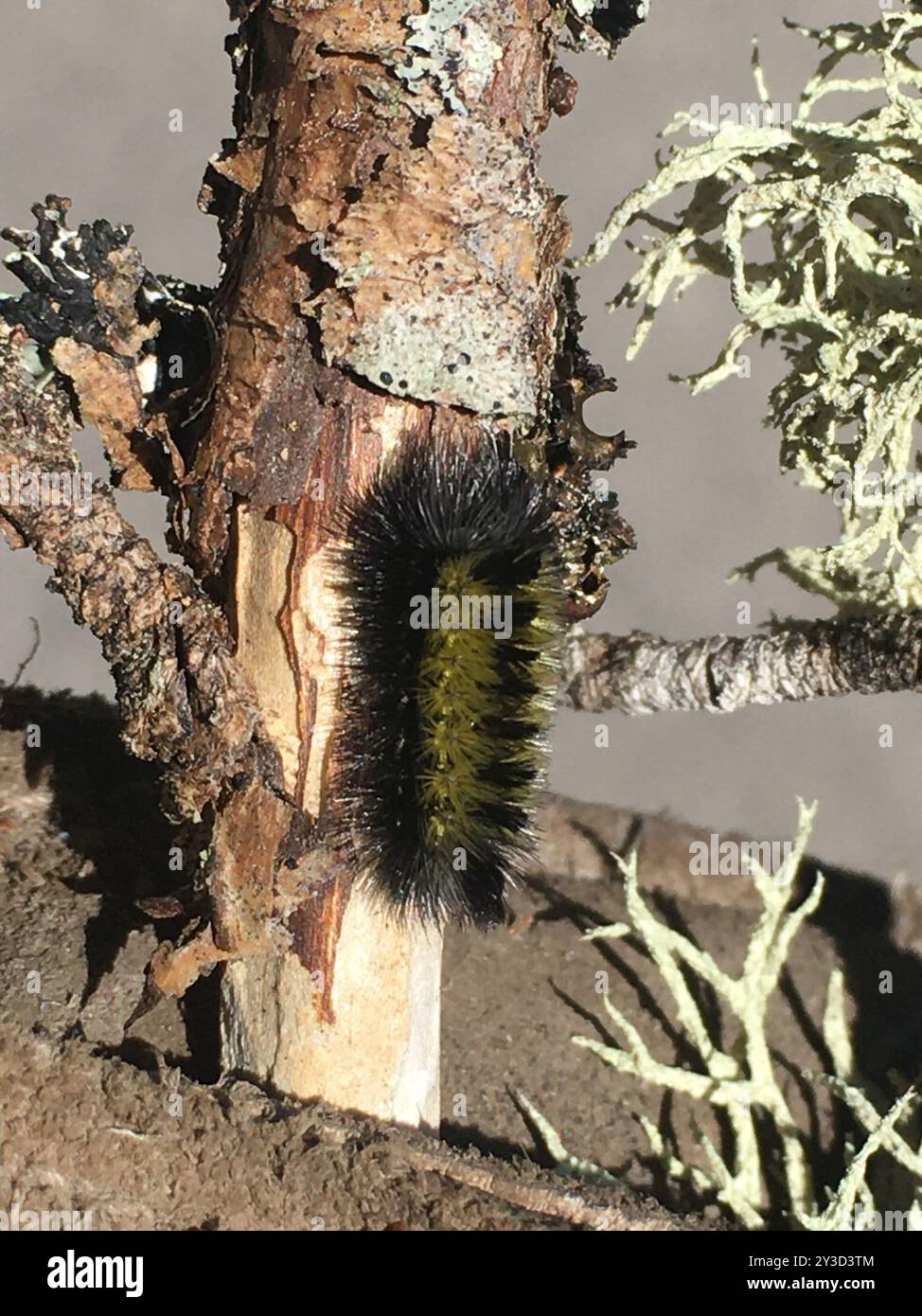 Virginia Ctenucha Moth (Ctenucha virginica) Insecta Stock Photo - Alamy