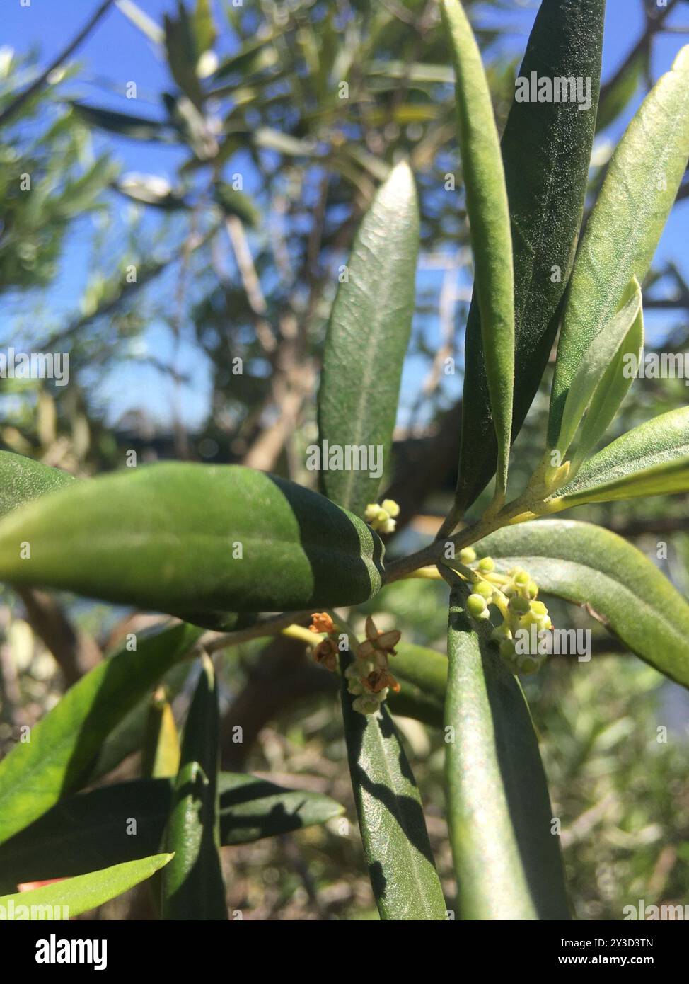 Olive (Olea europaea) Plantae Stock Photo - Alamy