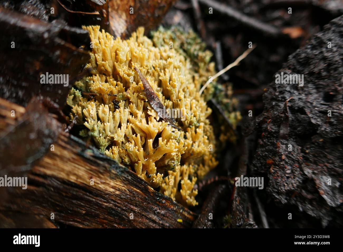 Green-staining Coral Mushroom (Phaeoclavulina abietina) Fungi Stock ...