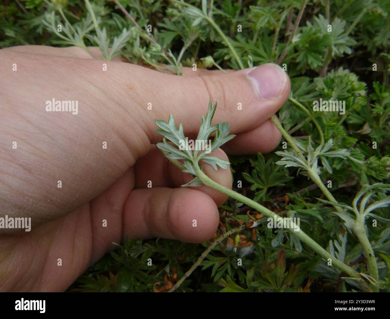 Silvery Cinquefoil (Potentilla argentea) Plantae Stock Photo - Alamy