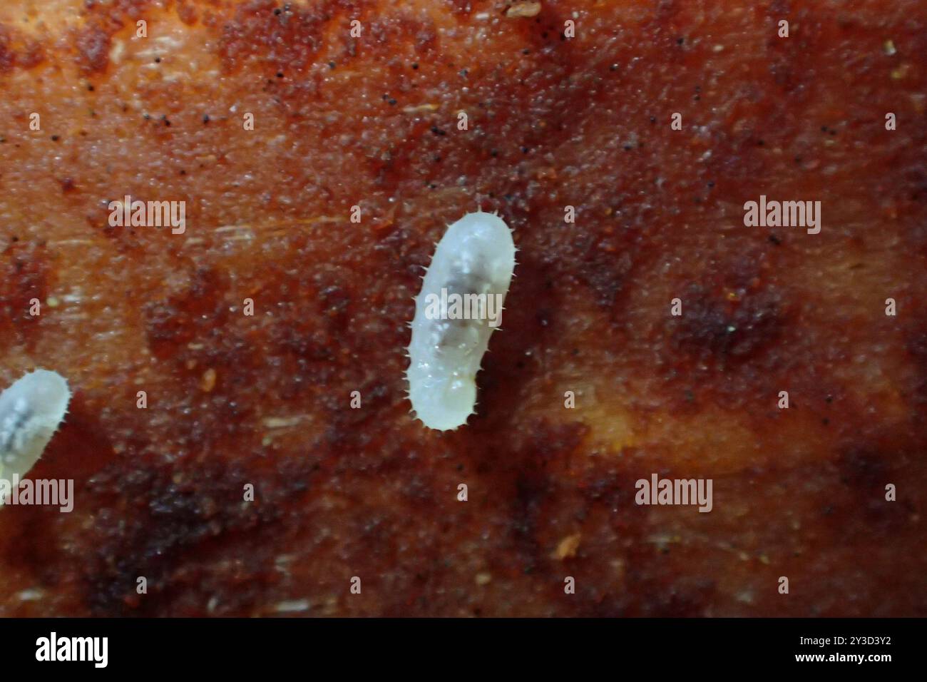 Asian Needle Ant (Brachyponera chinensis) Insecta Stock Photo - Alamy