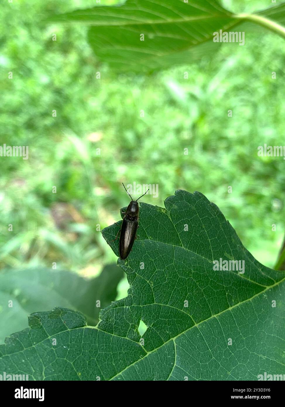 Click Beetles (Elateridae) Insecta Stock Photo - Alamy