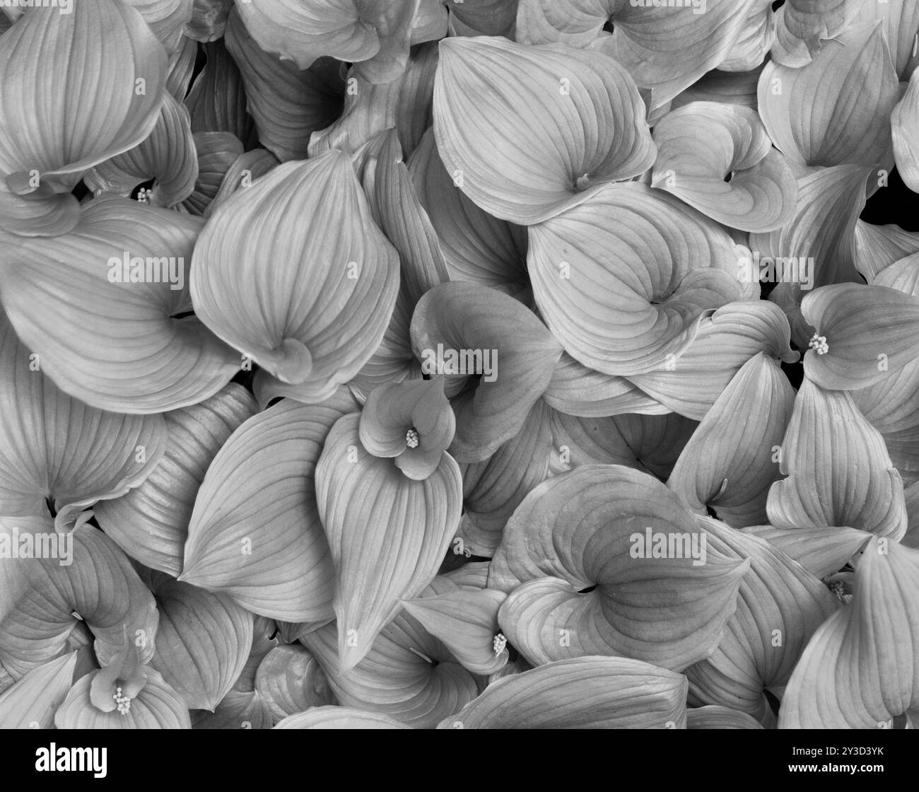 BW02076....OREGON - False Lily-Of-The- Valley, also known as May Lilly ...