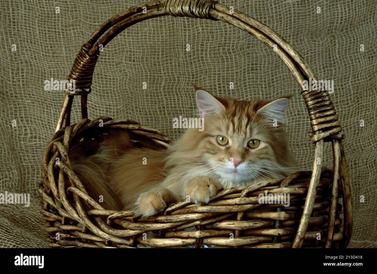 Main-Coone cat red-classic-tabby male, 1 year old Stock Photo - Alamy