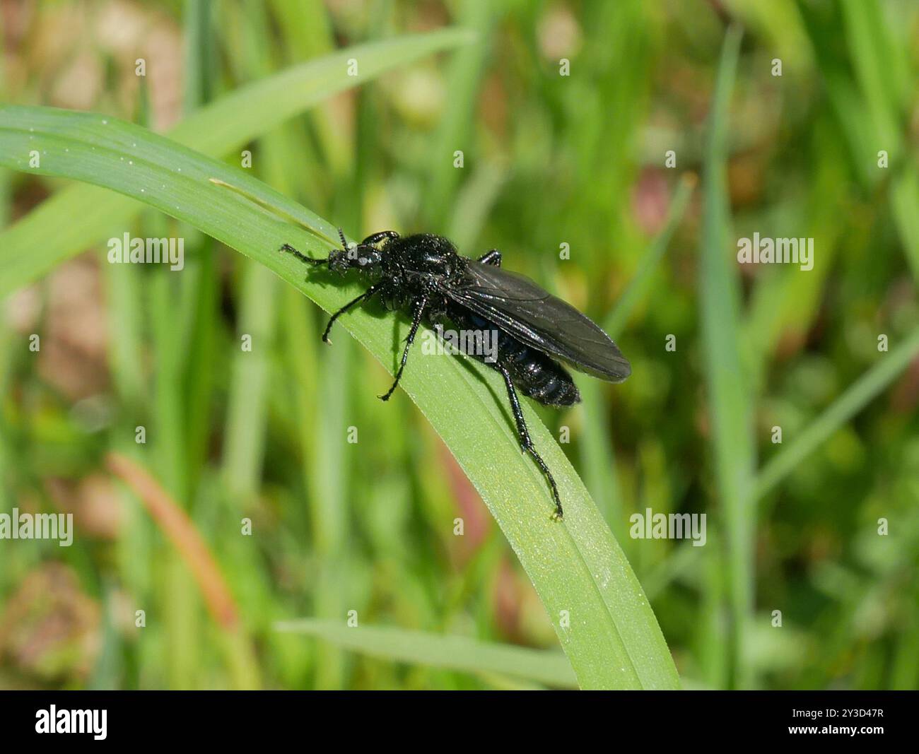 March Flies (Bibionidae) Insecta Stock Photo - Alamy